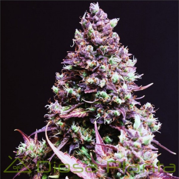 Cream Caramel Auto ⭐ 【 Sweet Seeds 】| MEJOR PRECIO | Diosa Planta